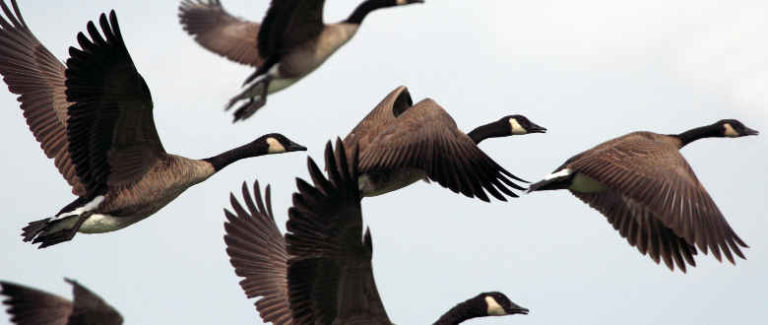 Best Choke for Goose Hunting: Our Top Picks - WaterfowlChoke