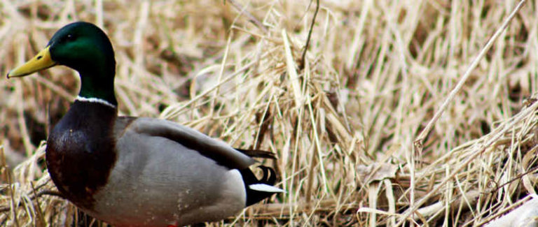 Best Choke for Goose Hunting: Our Top Picks - WaterfowlChoke