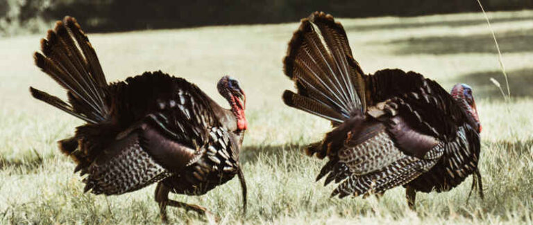 3 Chokes That Deliver Tight Patterns for Turkey Hunting - WaterfowlChoke