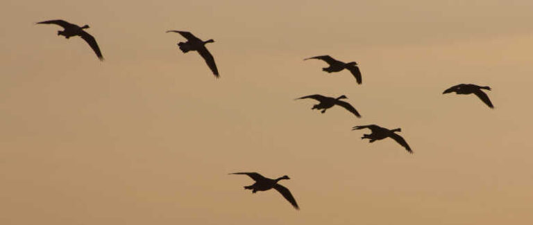 4 Shot for Geese? Here's what to know - WaterfowlChoke