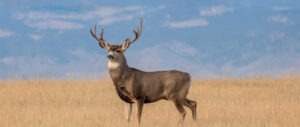 The Deer Hunters Prayer: A Prayer for All Hunters - WaterfowlChoke