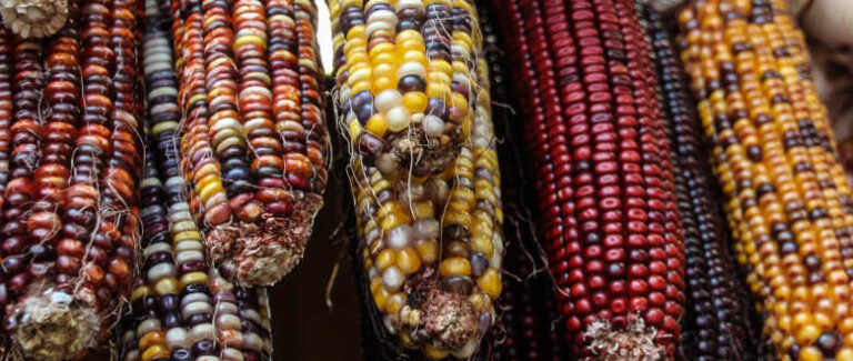 Feeding Indian Corn to Deer: what you need to know - WaterfowlChoke