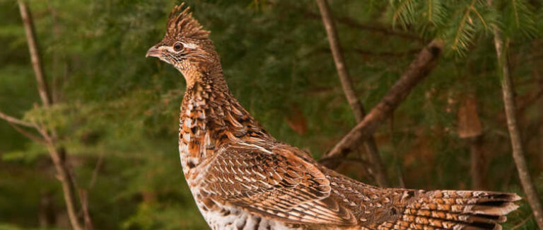 Top 3 Chokes for Grouse Hunting In Forested Habitat - WaterfowlChoke