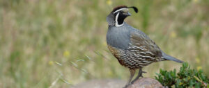 Top 3 Quail Hunting Chokes for Fast Flushing Birds - WaterfowlChoke