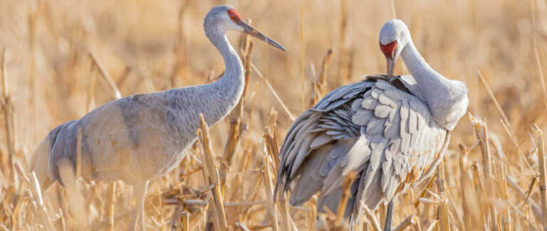Best Chokes for Sandhill Crane Hunting Over Decoys - WaterfowlChoke