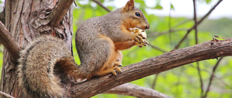 Top 3 Squirrel Hunting Chokes for the Backwoods - WaterfowlChoke