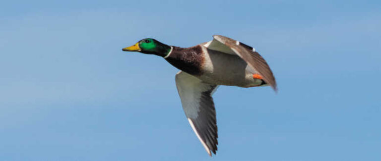 Choke Tube Basics: The Essentials You Need to Know - WaterfowlChoke