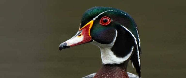 Hunting Wood Ducks? Here's what to know - WaterfowlChoke