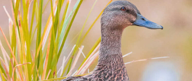 Black Duck Harvest Study: What the Numbers Say - WaterfowlChoke