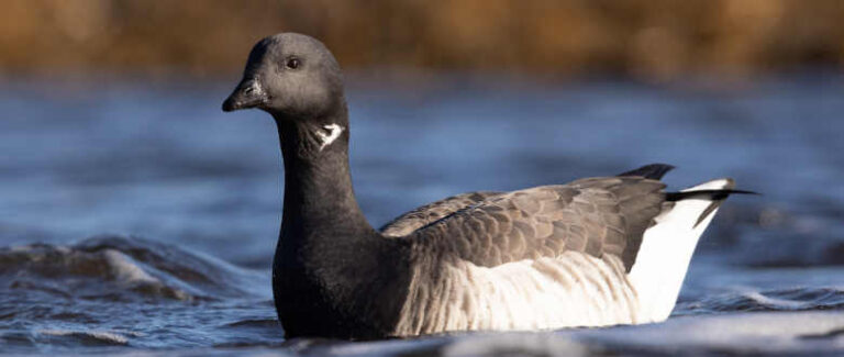 Brant Harvest Study: What the Numbers Say - WaterfowlChoke