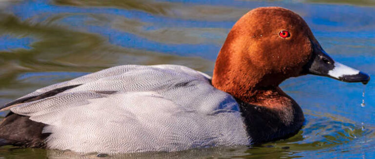 Redhead Duck Harvest Study: What the Numbers Say - WaterfowlChoke
