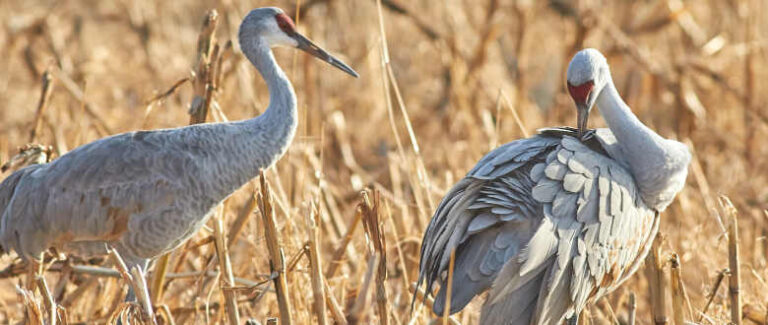 Sandhill Crane Harvest Study: What the Numbers Say - WaterfowlChoke