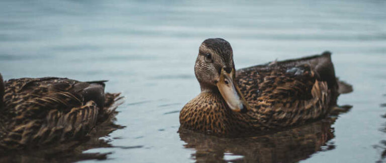 Black Duck Harvest Study: What the Numbers Say - WaterfowlChoke