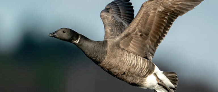 Brant Harvest Study: What the Numbers Say - WaterfowlChoke