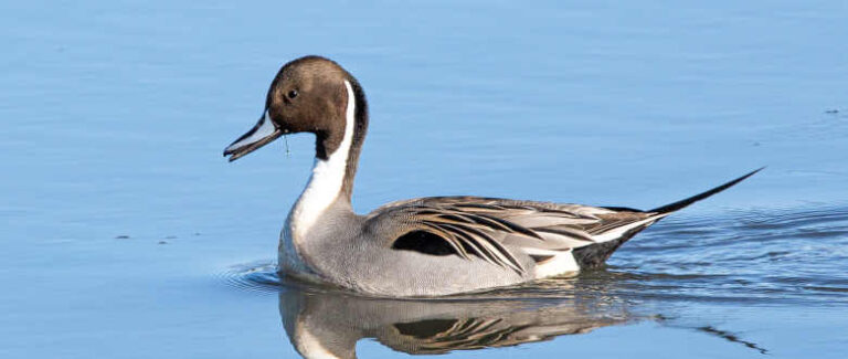 Northern Pintail Harvest Study: What the Numbers Say - WaterfowlChoke