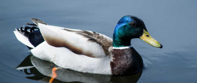 How ducks float on water even after being shot - WaterfowlChoke