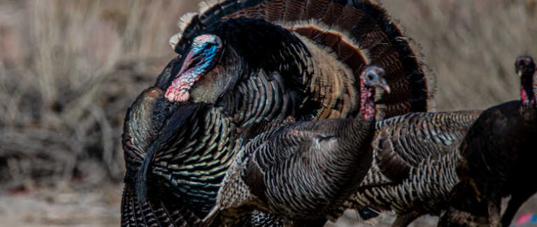 What time do turkeys roost in the evening? - WaterfowlChoke