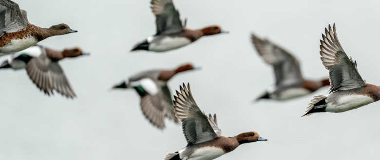 Best Choke Tubes for the Savage Stevens 301 - WaterfowlChoke