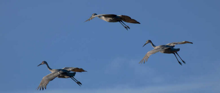 Best Chokes for Sandhill Crane Hunting Over Decoys - WaterfowlChoke