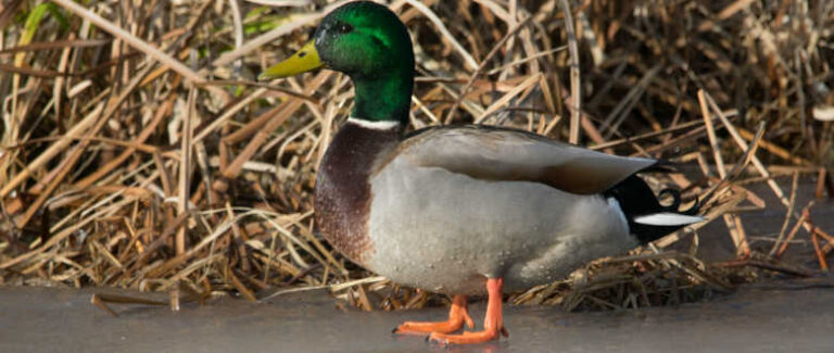 Mixing Mallard and Teal Decoys? Here's what to know - WaterfowlChoke