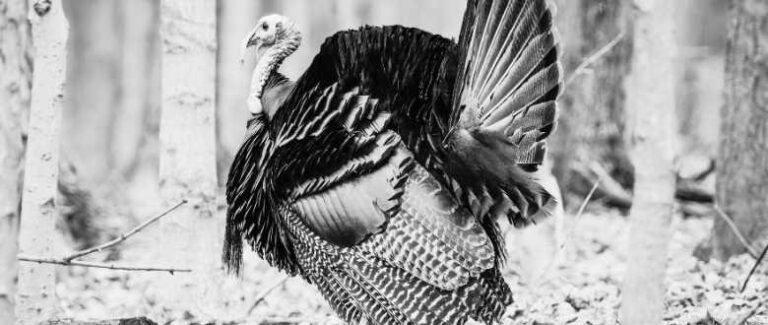 Best Turkey Chokes for the Savage Stevens 301 - WaterfowlChoke