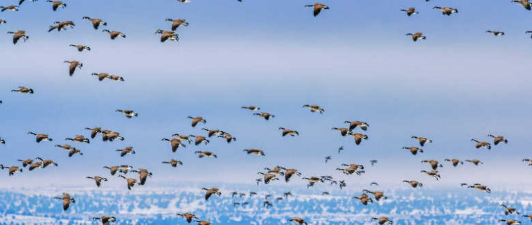 Top 3 Flambeau Goose Calls to Sweet Talk Canada Geese - WaterfowlChoke