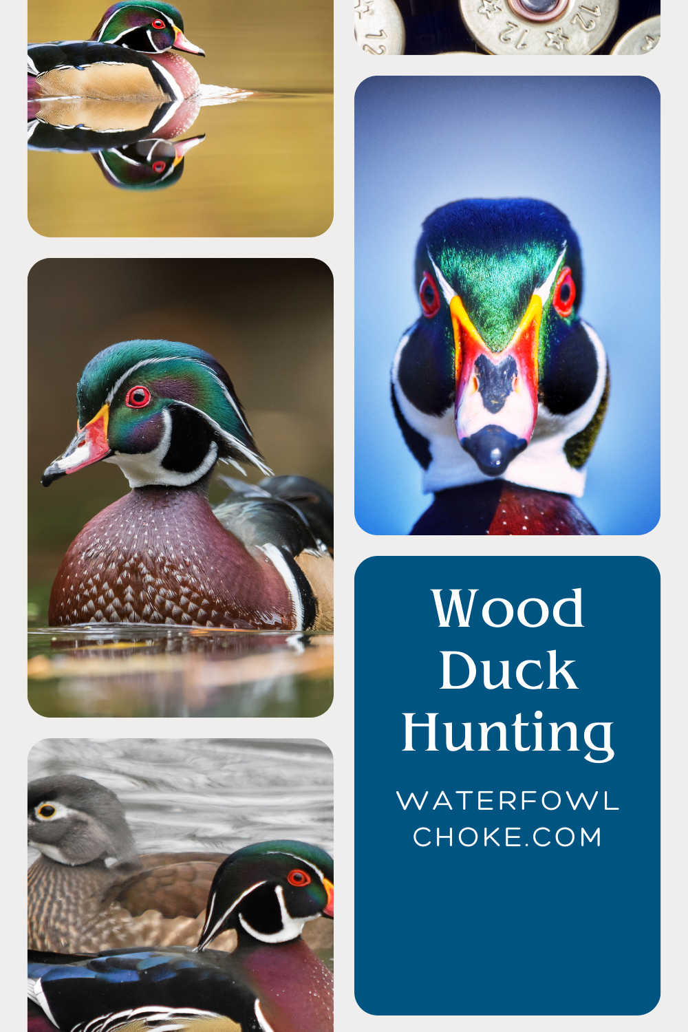 Hunting Wood Ducks? Here's what to know - WaterfowlChoke