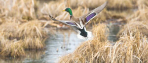 Is a Full Choke Good for Duck Hunting? - WaterfowlChoke