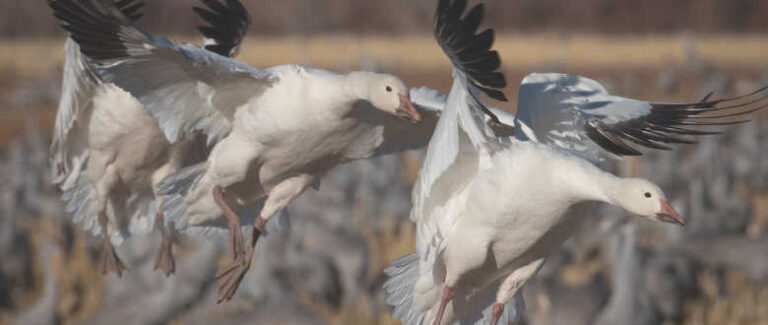 What time do geese roost in the evening? - WaterfowlChoke
