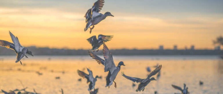 What time do ducks roost in the evening? - WaterfowlChoke