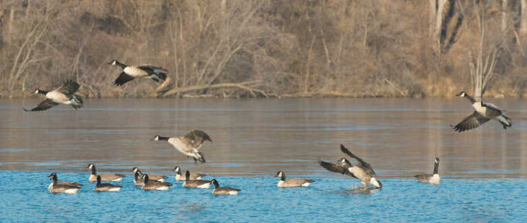 What time do geese roost in the evening? - WaterfowlChoke