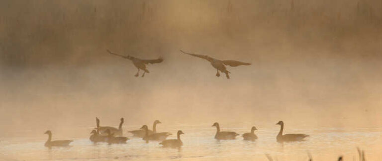 What time do geese roost in the evening? - WaterfowlChoke
