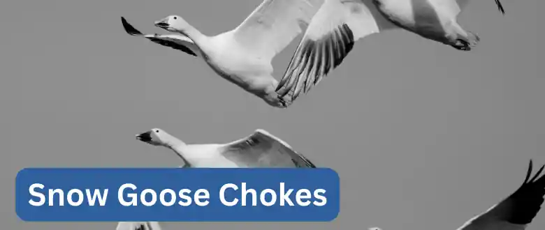 3 Choke Tubes Crushing Spring Snow Geese Right Now - WaterfowlChoke