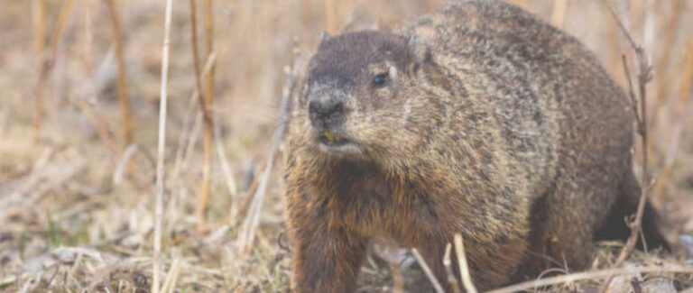 Best Pellet Size for Groundhog Hunting: Lead #7.5 Shot - WaterfowlChoke
